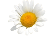 What is a Three-phase approach to Trauma?